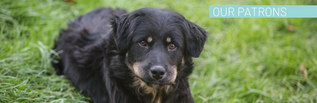 Our Patrons – saving strays