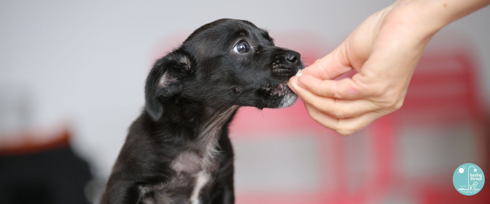 saving strays – saving stray dogs