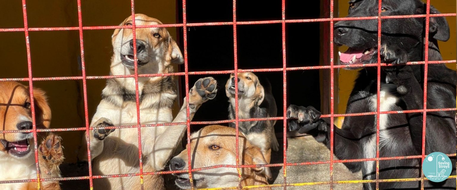 saving strays – saving stray dogs