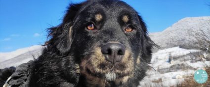 saving strays – saving stray dogs