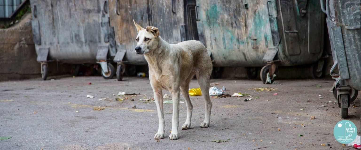 saving strays – saving stray dogs