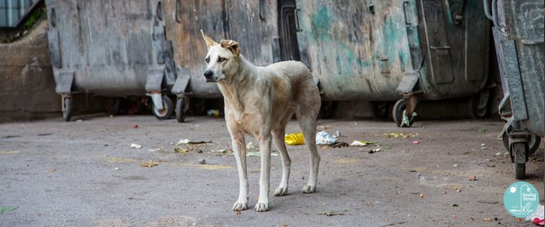 saving strays – saving stray dogs