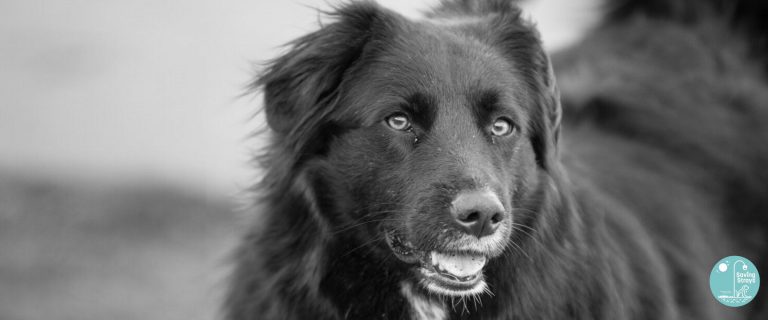 saving strays – saving stray dogs