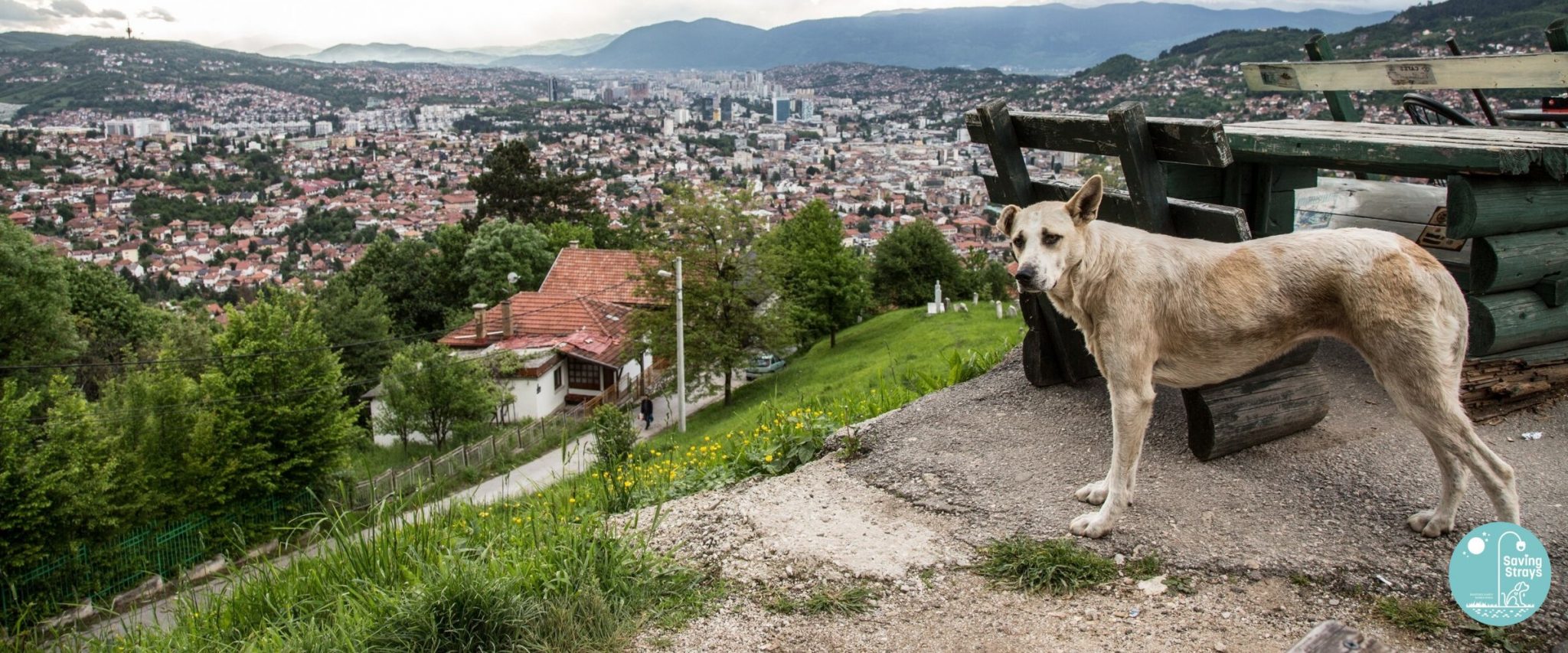 saving strays – saving stray dogs