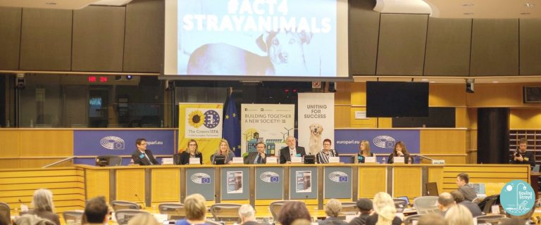 saving strays – saving stray dogs