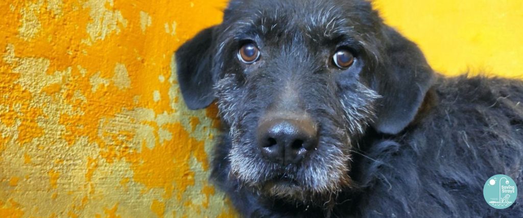 saving strays – saving stray dogs