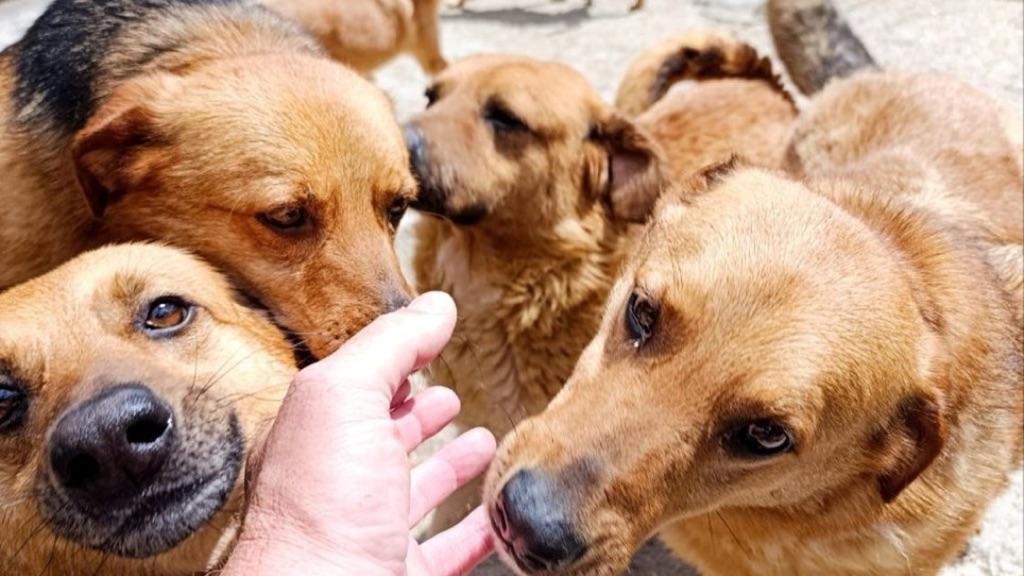 saving strays – saving stray dogs