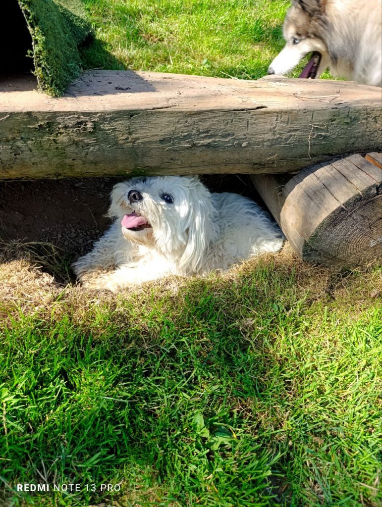 saving strays – saving stray dogs